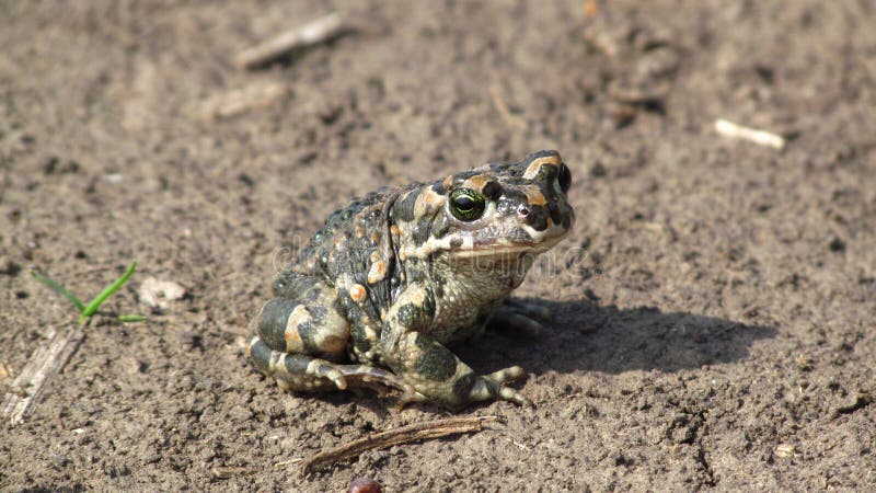 Frog on the ground stock photo. Image of sprout, shadow - 80492176