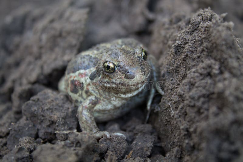 Frog in ground stock photo. Image of ground, underground - 57239806