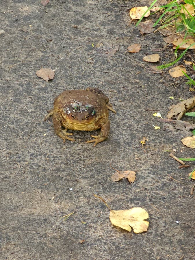 Frog on the Ground in the Rainforest Stock Photo - Image of toad ...