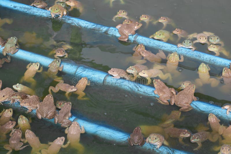 Frog group of in the farm stock image. Image of baby - 90545825