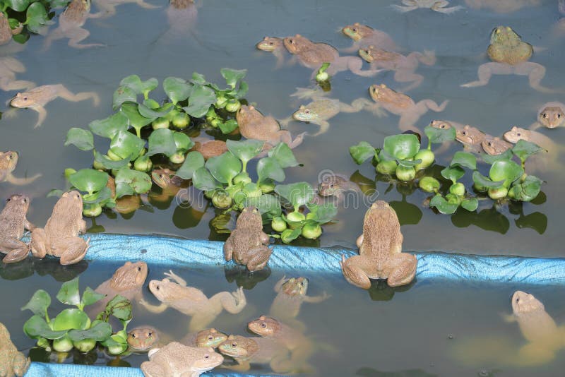 Frog group of in the farm stock photo. Image of food - 90545842
