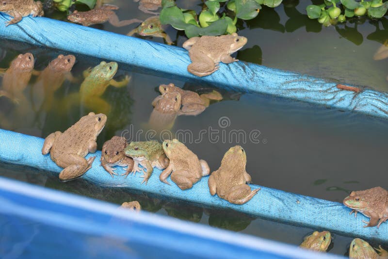 Group of farm animals stock image. Image of studio, sheep - 25655585