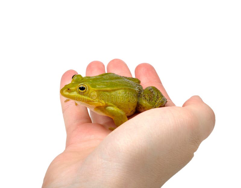 Frog on hand stock image. Image of grass, close, finger - 252274135