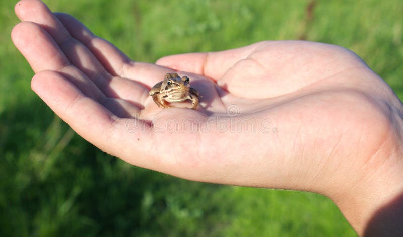 Frog on hand stock photo. Image of green, hand, small - 25947978