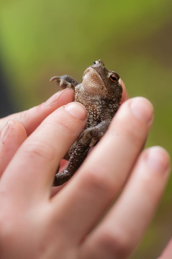 Young Frog on Finger tip stock photo. Image of nature - 25722196