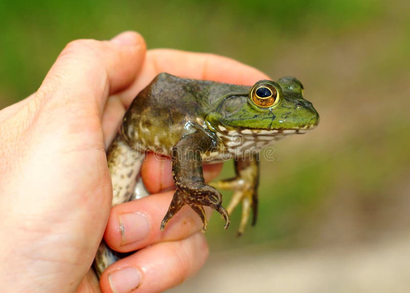 Frog Catching Bug Stock Photos - Free & Royalty-Free Stock Photos from ...