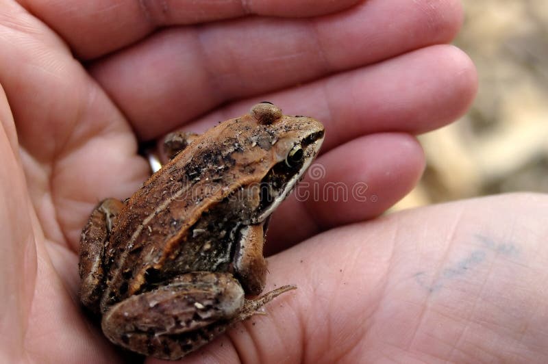 Frog in Hand stock image. Image of captive, toad, captured - 684275