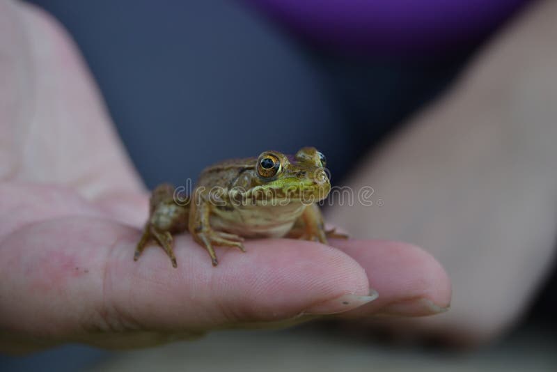 Frog stock image. Image of bullfrog, frog, amphibian - 77205509