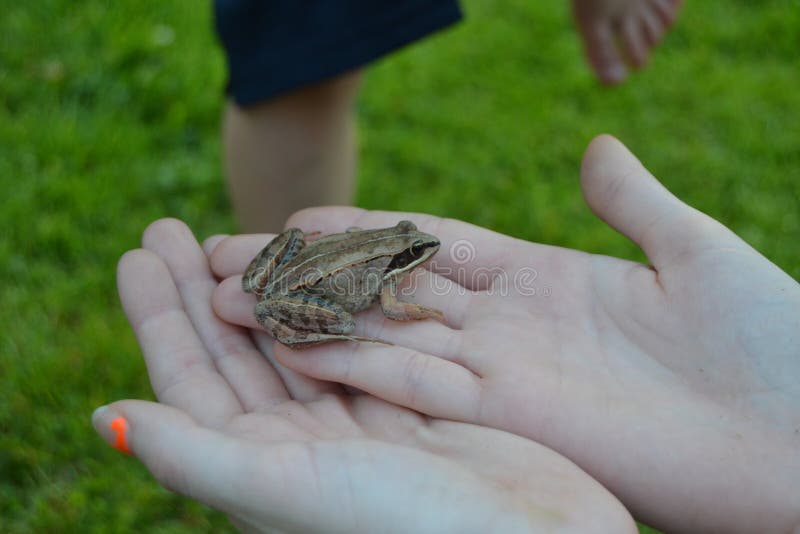 Frog stock image. Image of finger, nail, organism, grass - 77205939