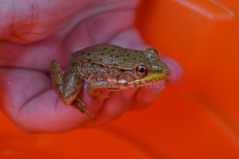 Frog stock image. Image of wildlife, outdoors, frog, toad - 77206463
