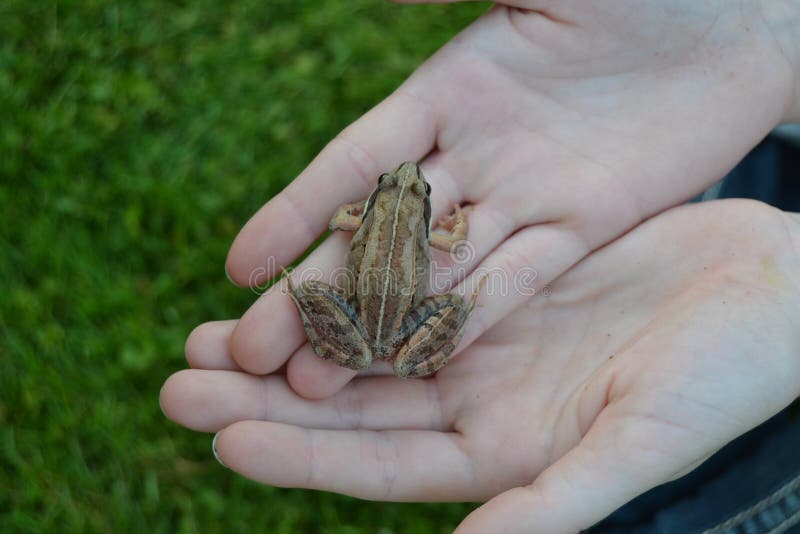 Frog stock photo. Image of ranidae, frog, toad, hand - 77206906