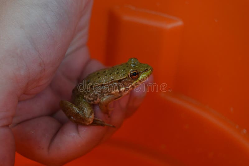 Frog stock photo. Image of fauna, toad, amphibian, ranidae - 77206924