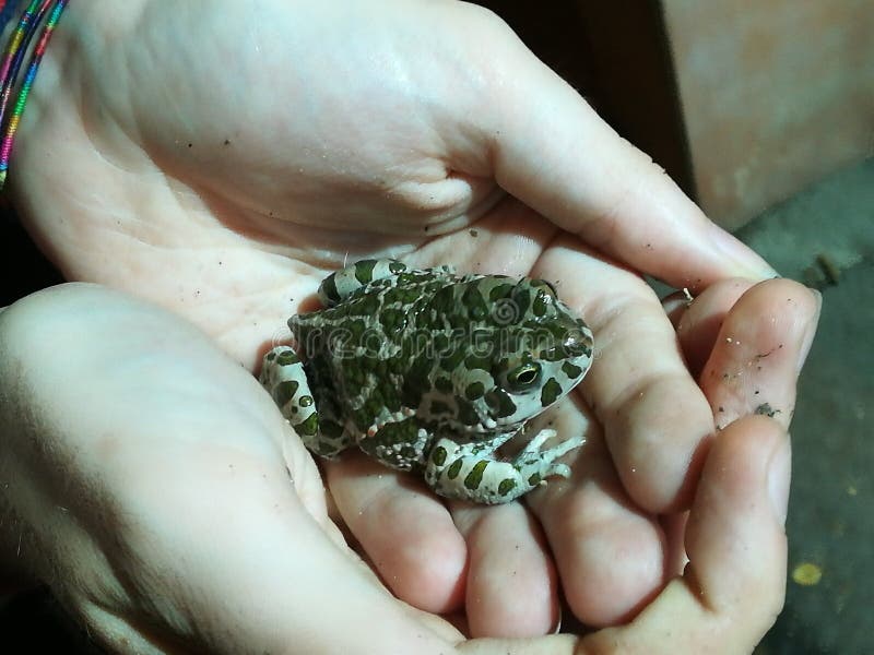Frog stock photo. Image of hand, frog, green, toad, reptile - 95693096