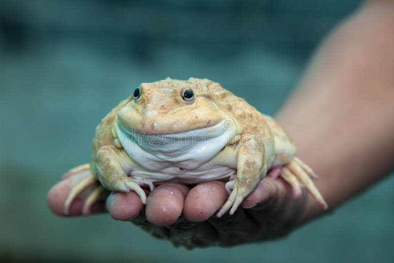 Frog in a Hand stock image. Image of group, eyes, hand - 44981687