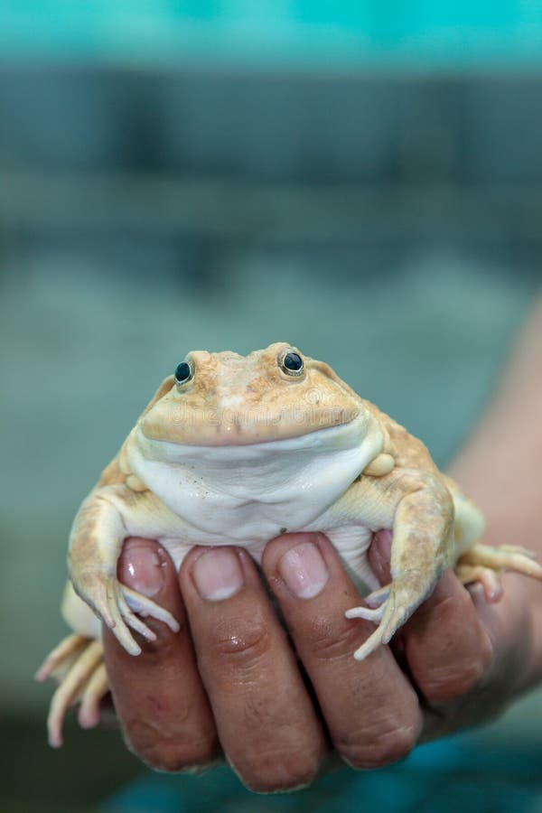 Frog in a Hand stock photo. Image of decoration, cute - 44982260