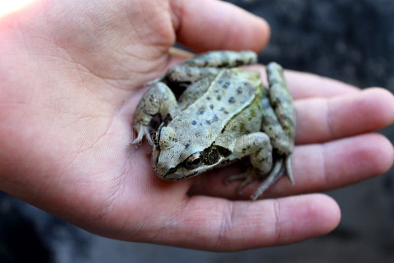 The frog and the hand stock image. Image of wildlife - 59250049