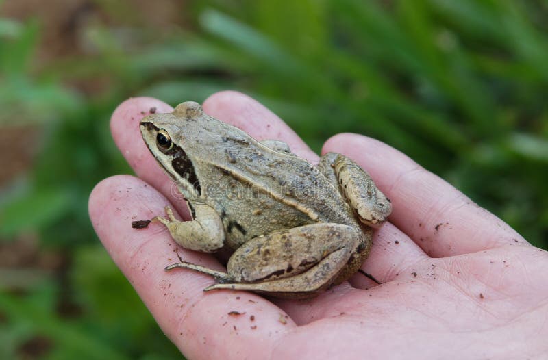 Frog on the hand stock image. Image of repriles, frog - 61951937