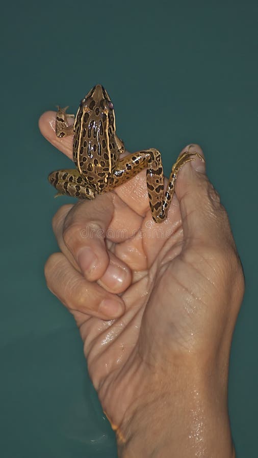 Frog in hand stock photo. Image of wild, animal, amphibian - 80152888