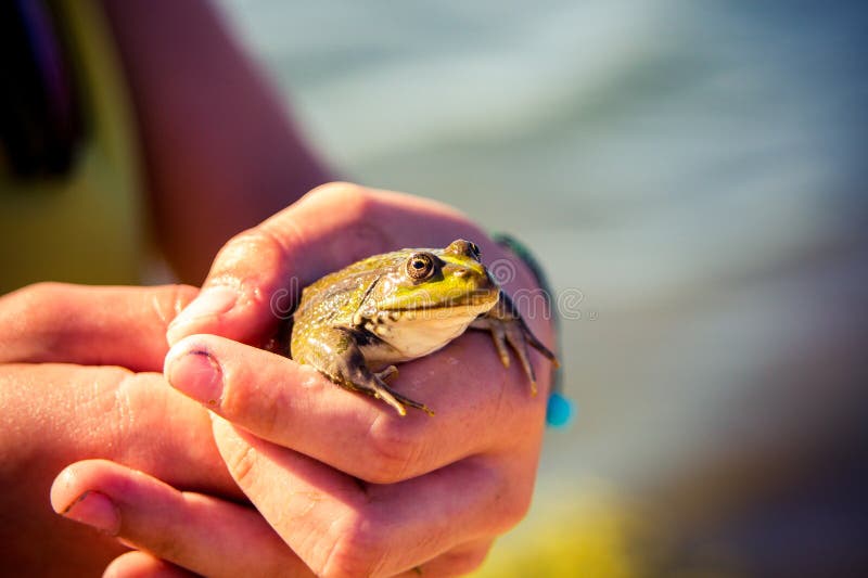 Frog in hand stock image. Image of small, frog, green - 125635559