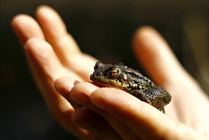 Frog in hand stock image. Image of species, little, reptile - 49715367