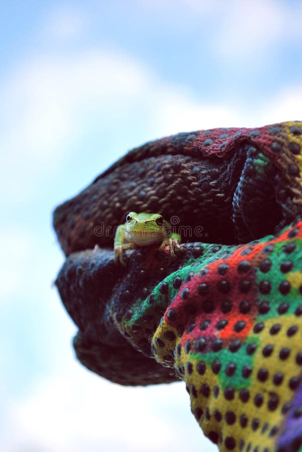 Frog in hand stock image. Image of green, frog, hand - 108719359