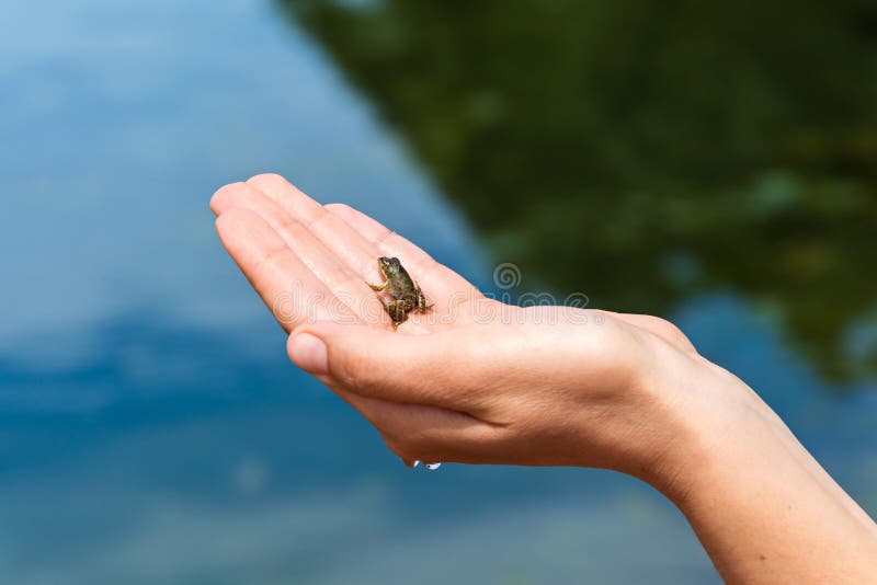 256 Frog Human Face Stock Photos - Free & Royalty-Free Stock Photos ...