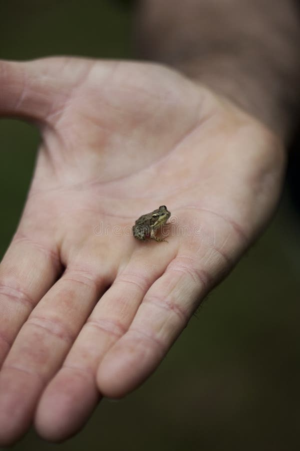 Frog in a hand stock photo. Image of loneliness, macro - 78329386