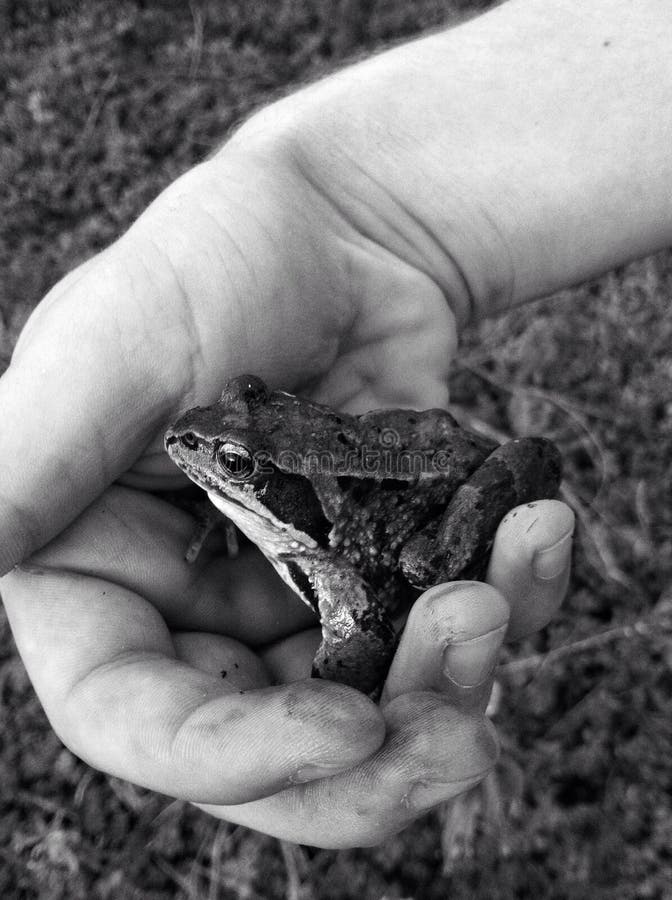 Frog in hand stock image. Image of hand, animal, retro - 50523045