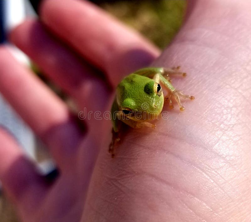 Frog My Hand Stock Photos - Free & Royalty-Free Stock Photos from ...
