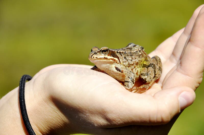 A frog in the hand stock photo. Image of wildlife, female - 33304120