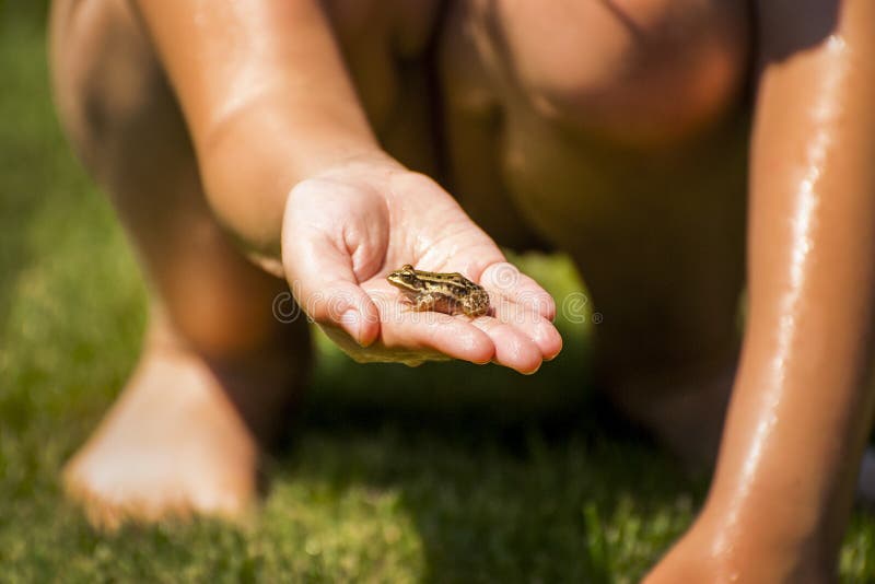 Frog in hand stock image. Image of holding, catch, little - 58347877