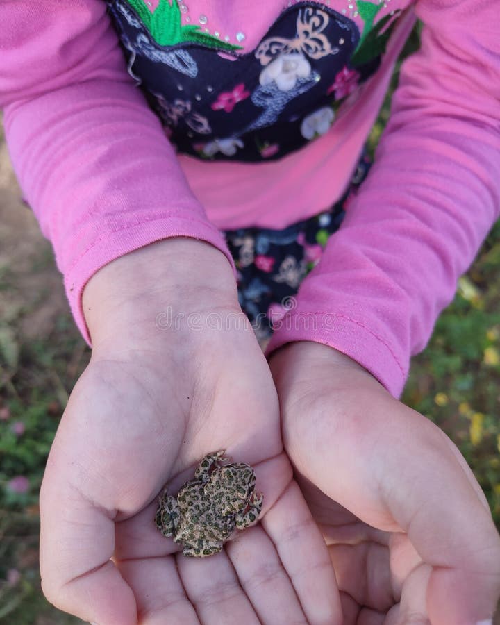Frog in hands stock photo. Image of skin, frog, footwear - 210565494