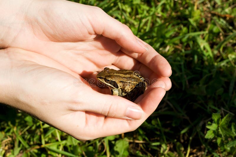 Frog In Hands Picture. Image: 3353092