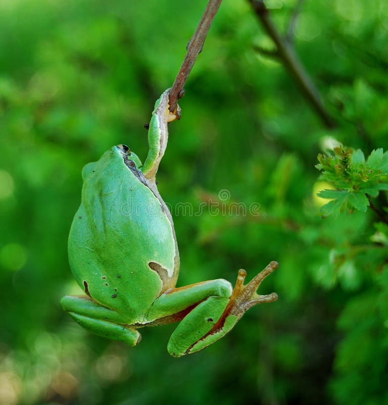 211 Frog Back View Stock Photos - Free & Royalty-Free Stock Photos from ...