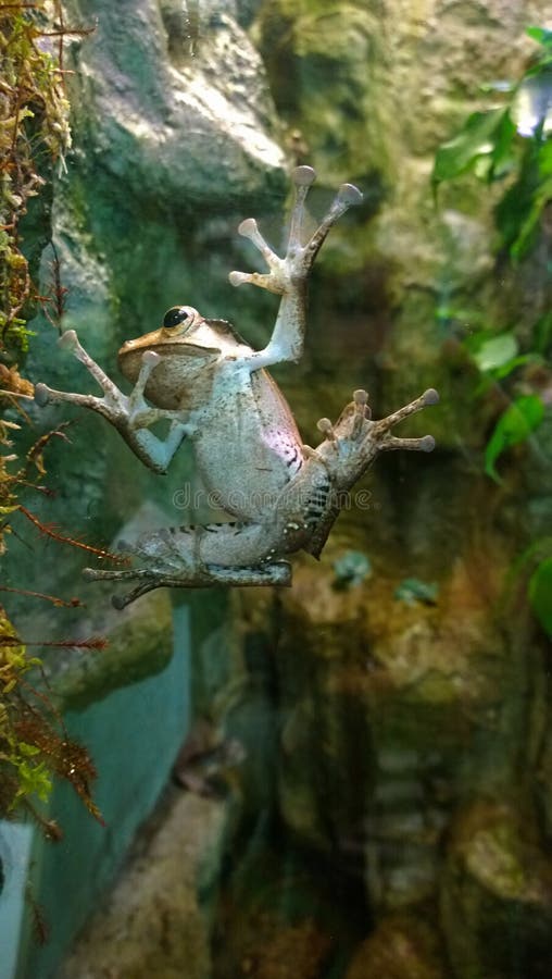 The Frog Hanging on the Glass Stock Photo - Image of natural, closeup ...