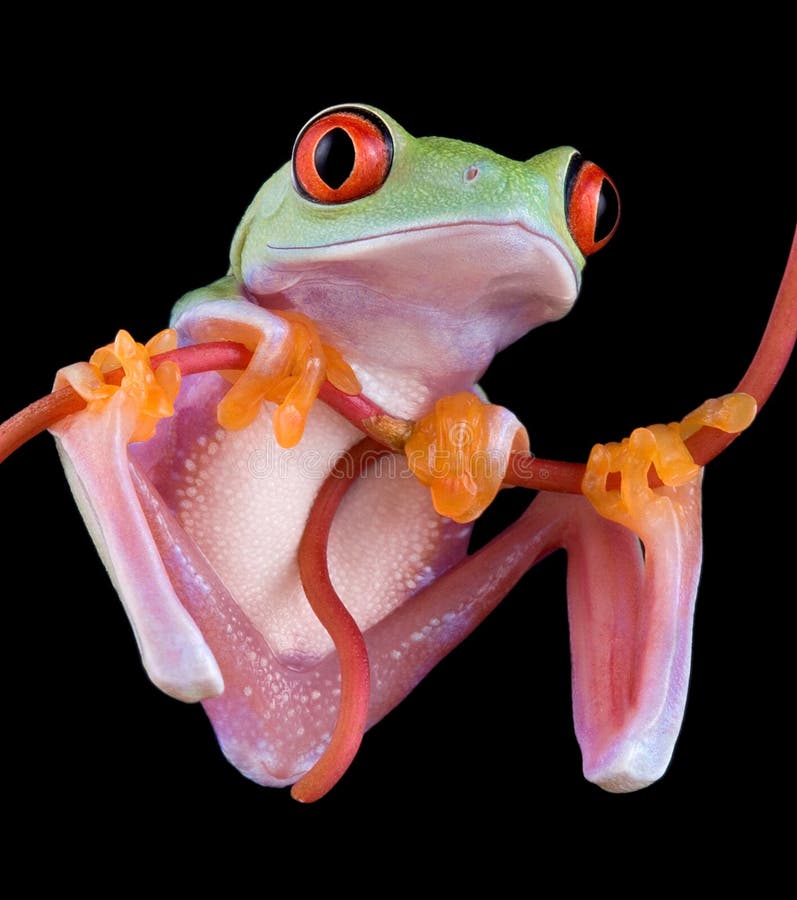 Frog hanging from vine stock photo. Image of wildlife - 5990256