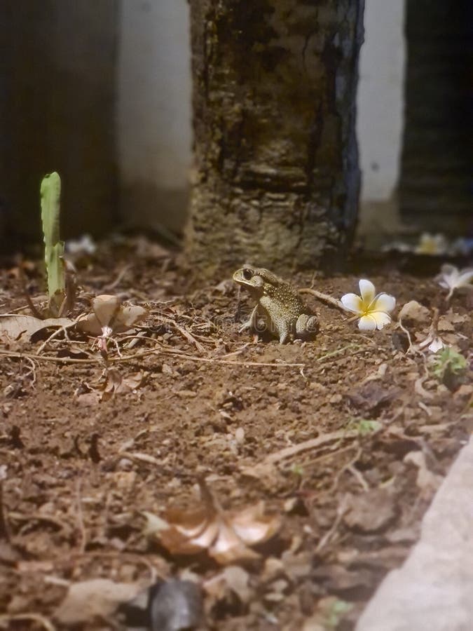 Frog Hire Stock Photos - Free & Royalty-Free Stock Photos from Dreamstime