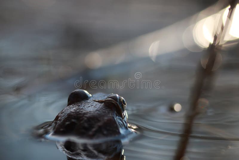 Frog head back in water stock photo. Image of amphibian - 81125344