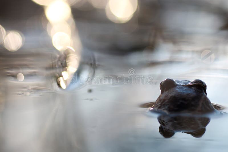 Frog head back in water stock image. Image of frog, environment - 90716799
