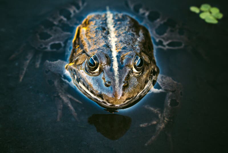 Frog head stock photo. Image of animal, macro, reptile - 56569844