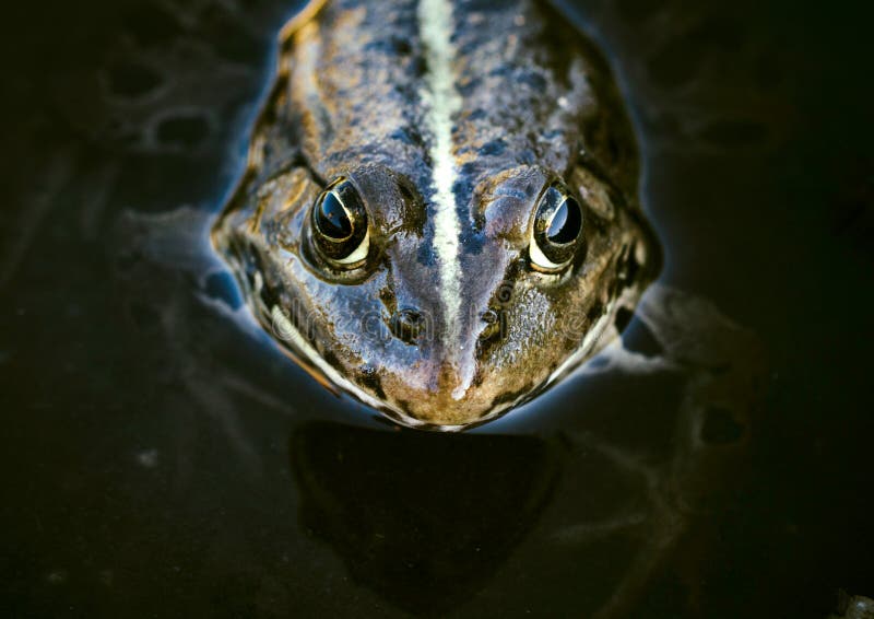 Close Up Of Frog, Focus On Head Stock Photo - Image of rica, frightened ...