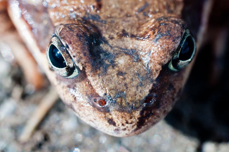 Frog head macro stock photo. Image of closeup, head, amphibian - 39981908