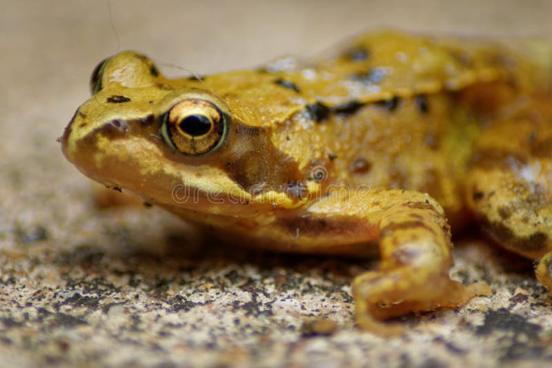 Frog headshot stock photo. Image of head, creepy, toad - 91551240