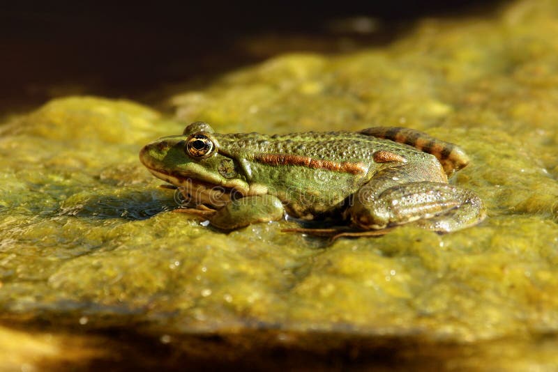 Frog is heated in the sun stock photo. Image of toad - 51651862