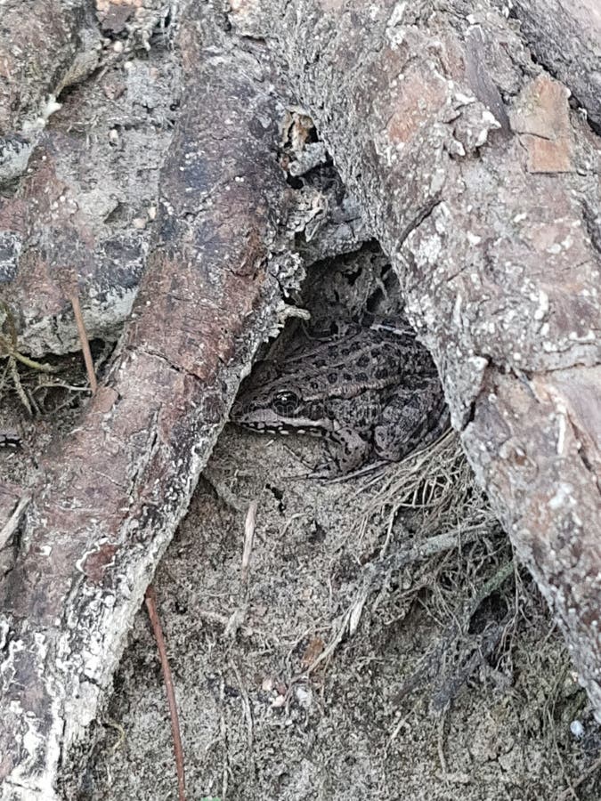 Frog Hid between Tree Roots Stock Image - Image of close, wild: 353231533