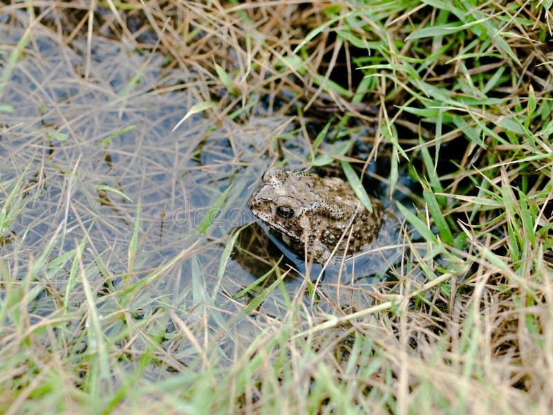 Frog Hide in water stock photo. Image of hide, amphibian - 44084616