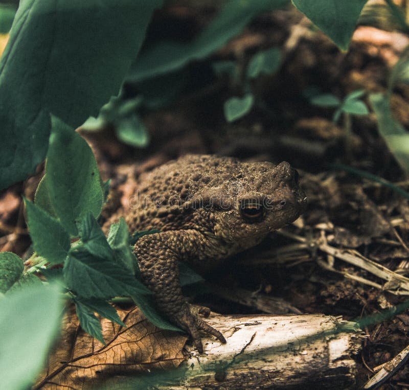 The Frog Hides in the Forest Stock Image - Image of ocean, sand: 119218527