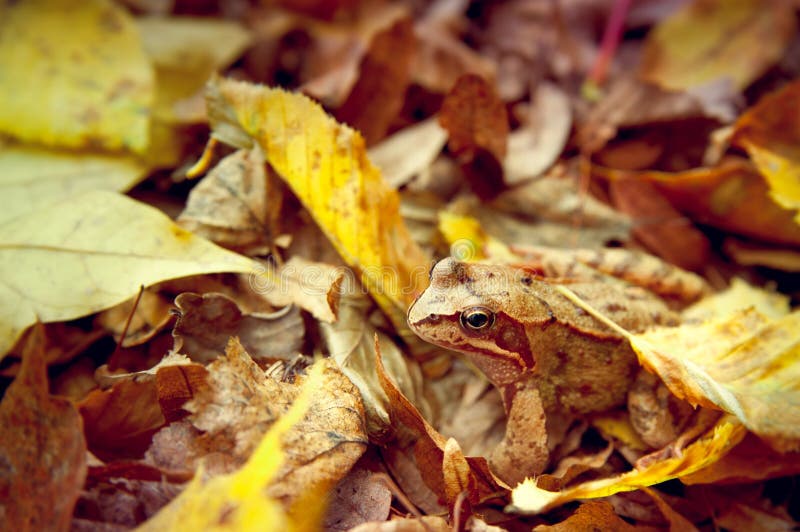 Frog Hiding in Autumn Leaves Stock Image - Image of bright, colored ...