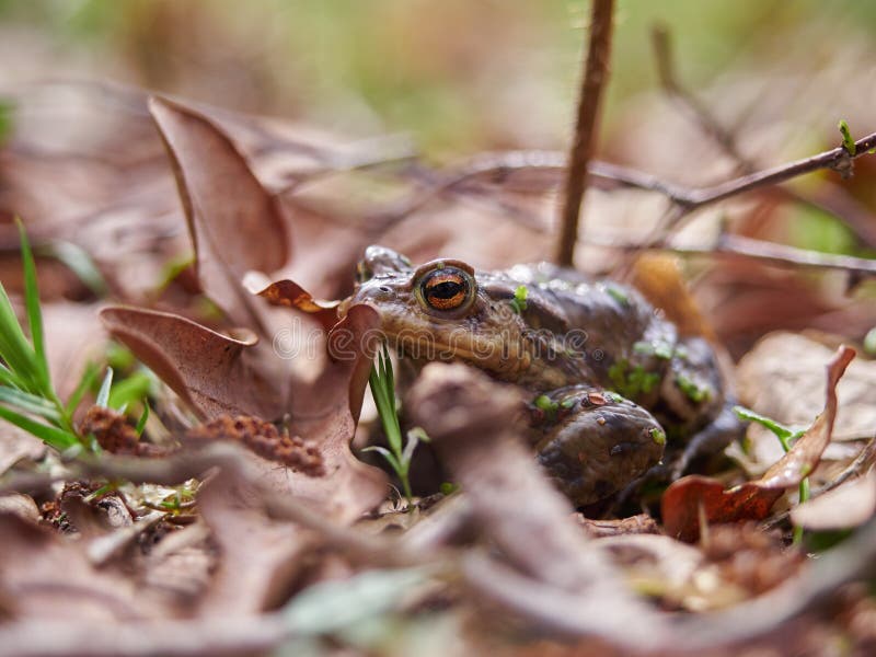 Frog hiding in leaves stock image. Image of nature, autumn - 27299605