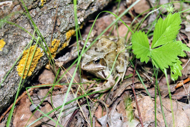 A Frog Hiding from the Photographer. Stock Image - Image of animals ...